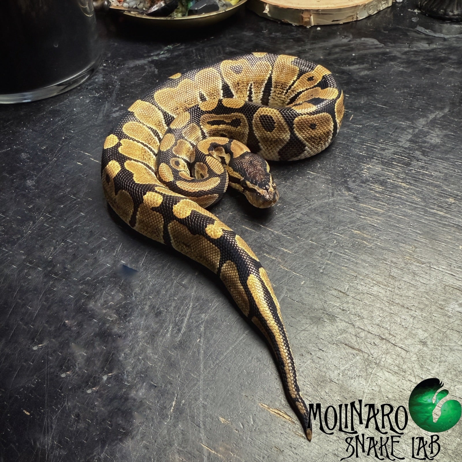 Classic Male Ball Python – The Molinaro Snake Lab