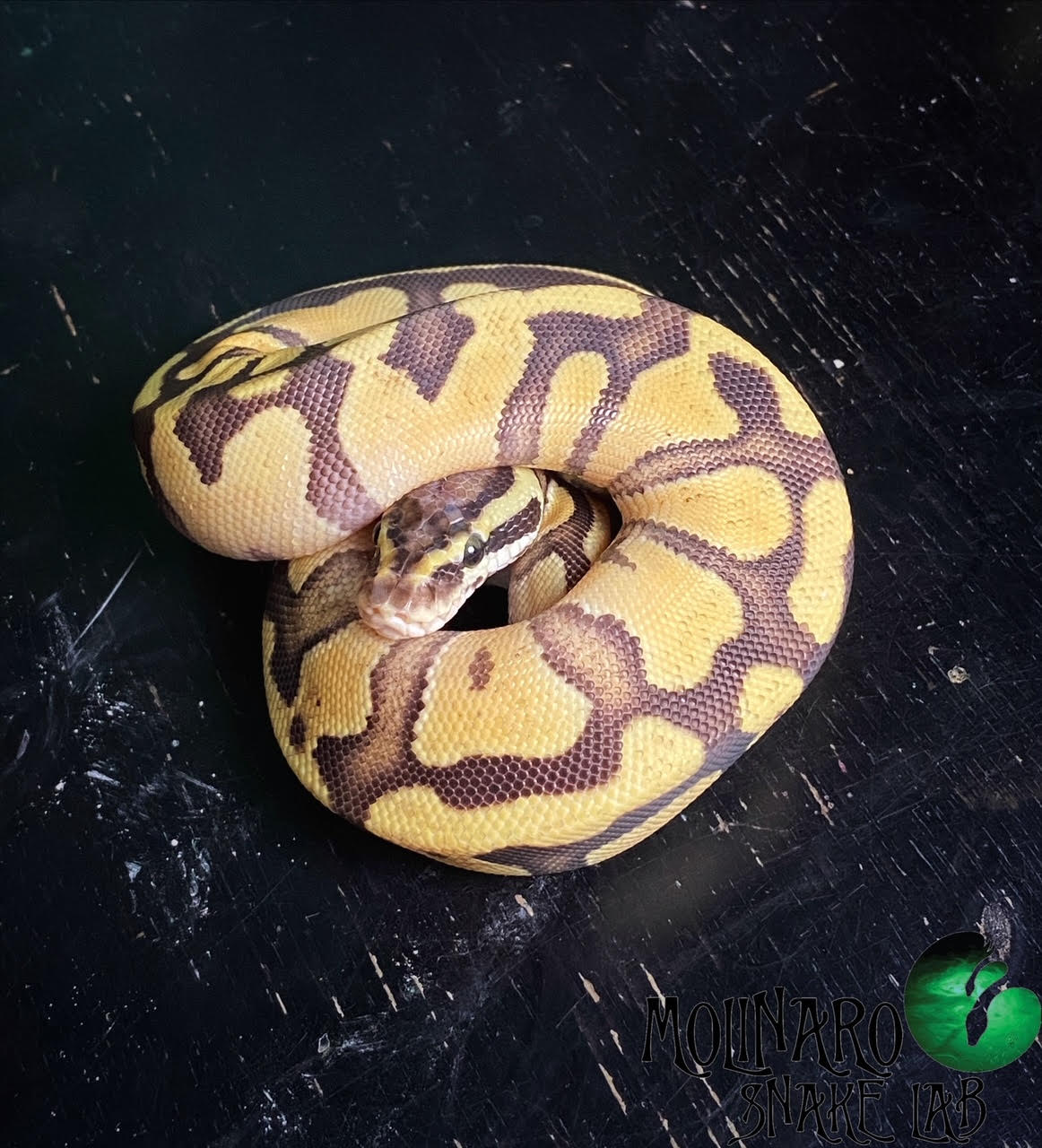 Enchi Firefly Ball Python
