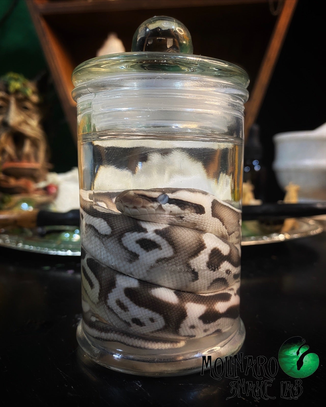 Oddities – The Molinaro Snake Lab