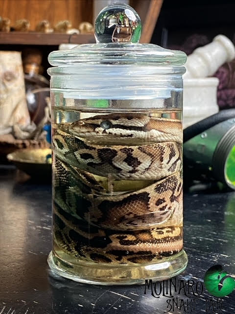 Oddities – The Molinaro Snake Lab