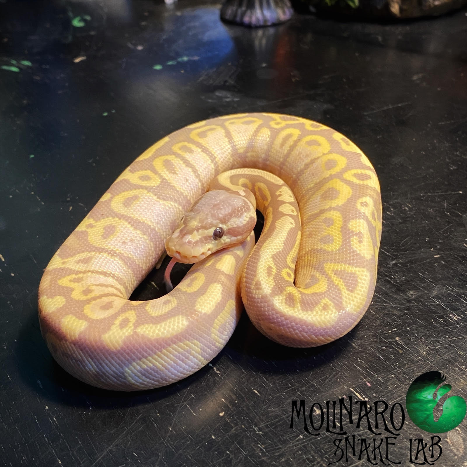 The Molinaro Snake Lab