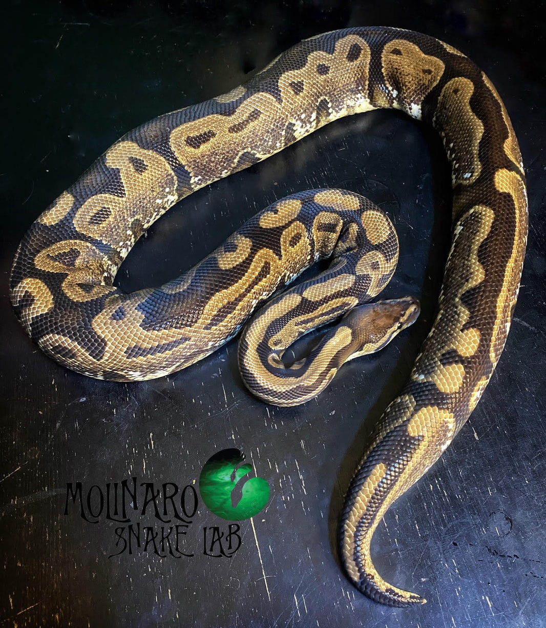 The Molinaro Snake Lab