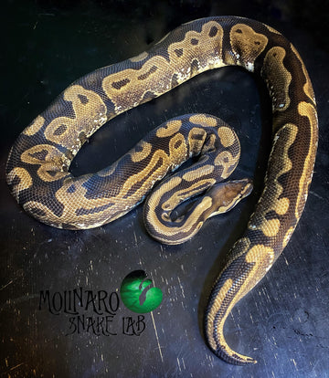 The Molinaro Snake Lab