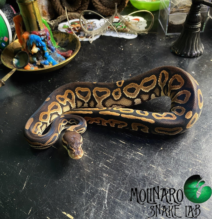 The Molinaro Snake Lab