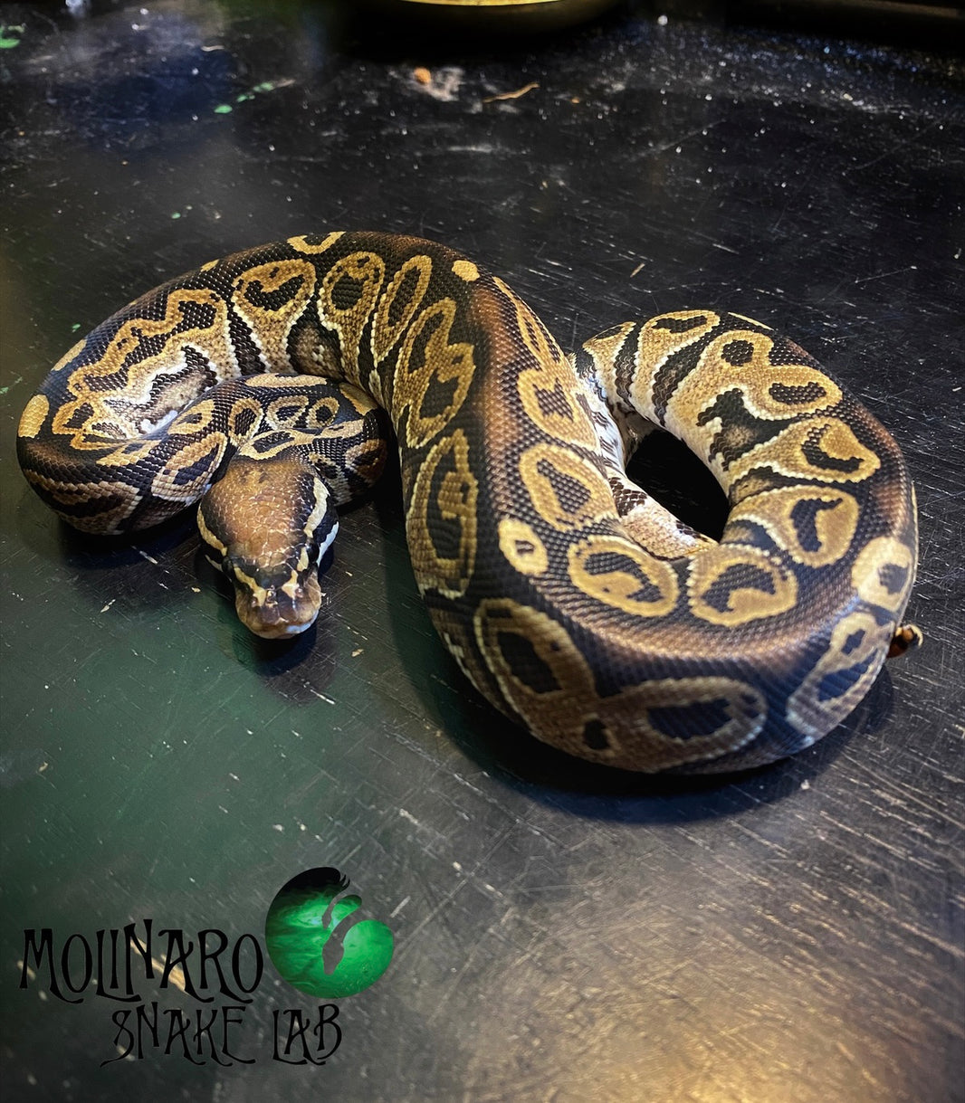 The Molinaro Snake Lab