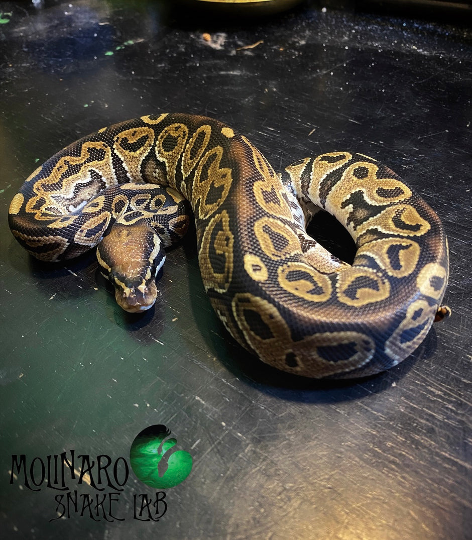 The Molinaro Snake Lab