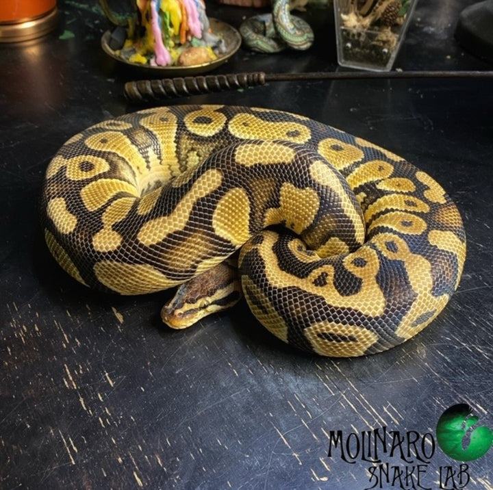 The Molinaro Snake Lab