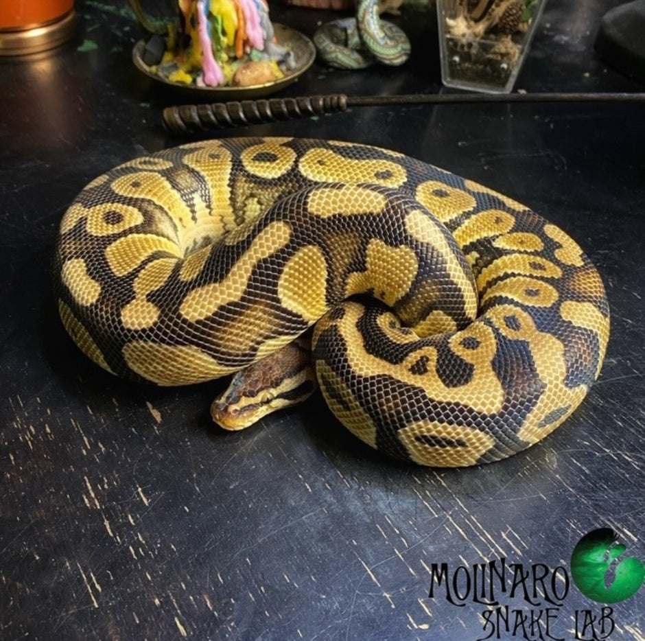 The Molinaro Snake Lab