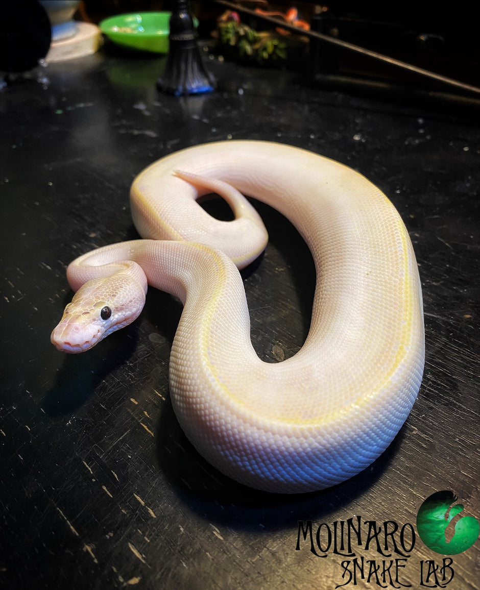 The Molinaro Snake Lab