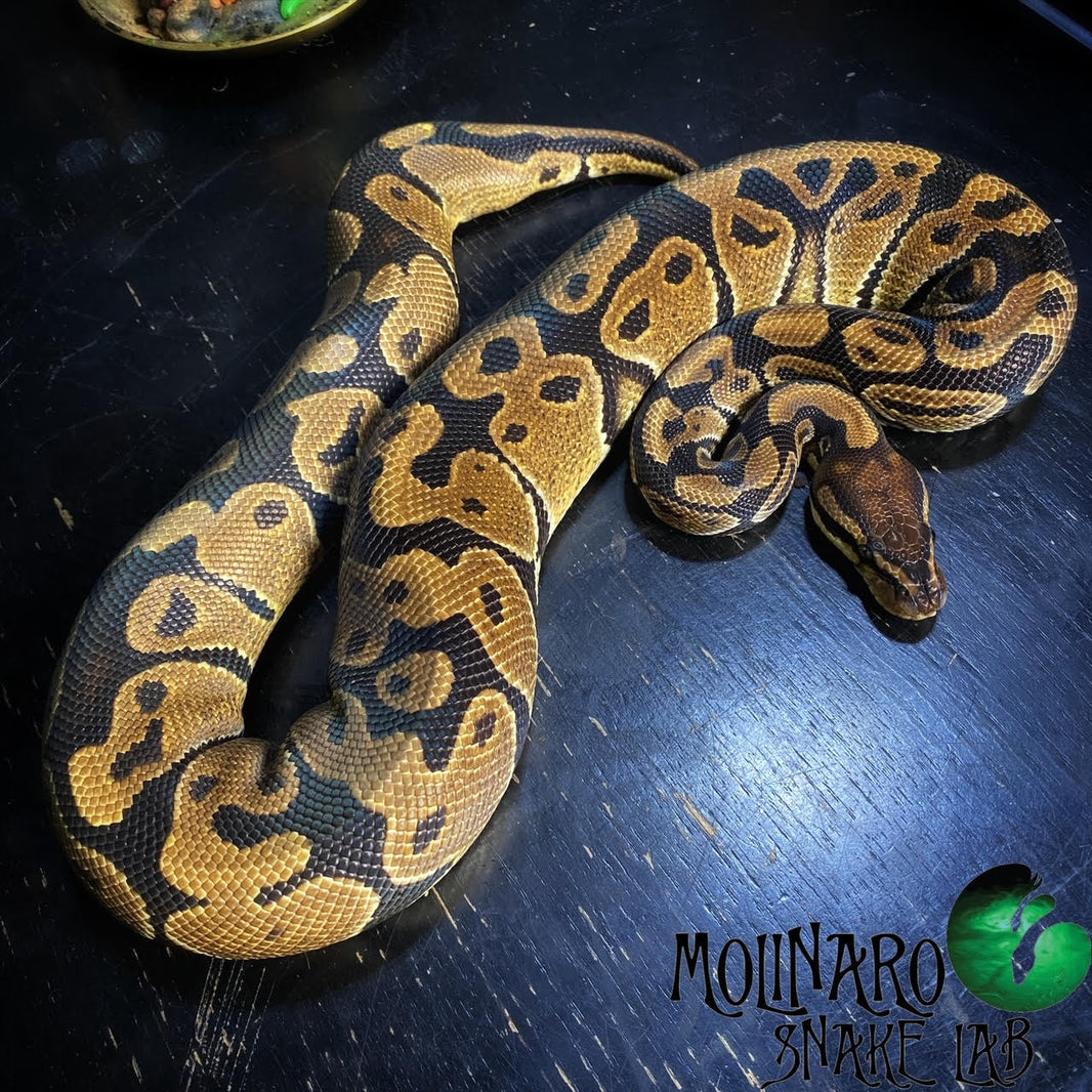 The Molinaro Snake Lab