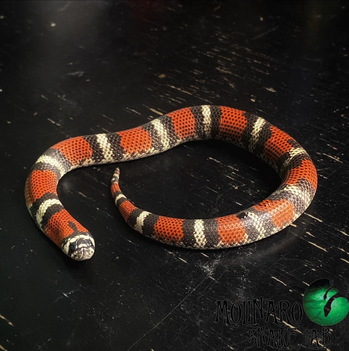 The Molinaro Snake Lab