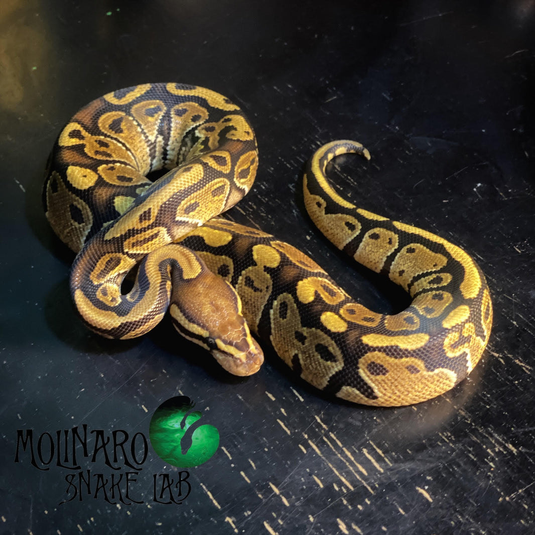 The Molinaro Snake Lab