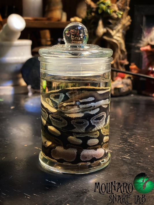 Oddities – The Molinaro Snake Lab