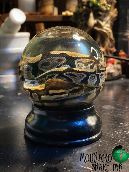 Oddities – The Molinaro Snake Lab