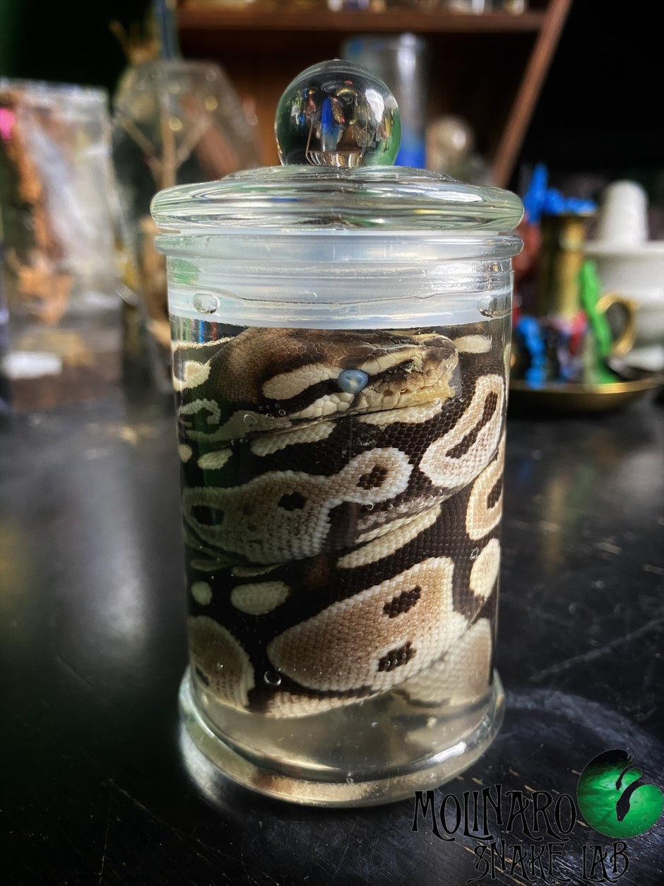 Products – The Molinaro Snake Lab