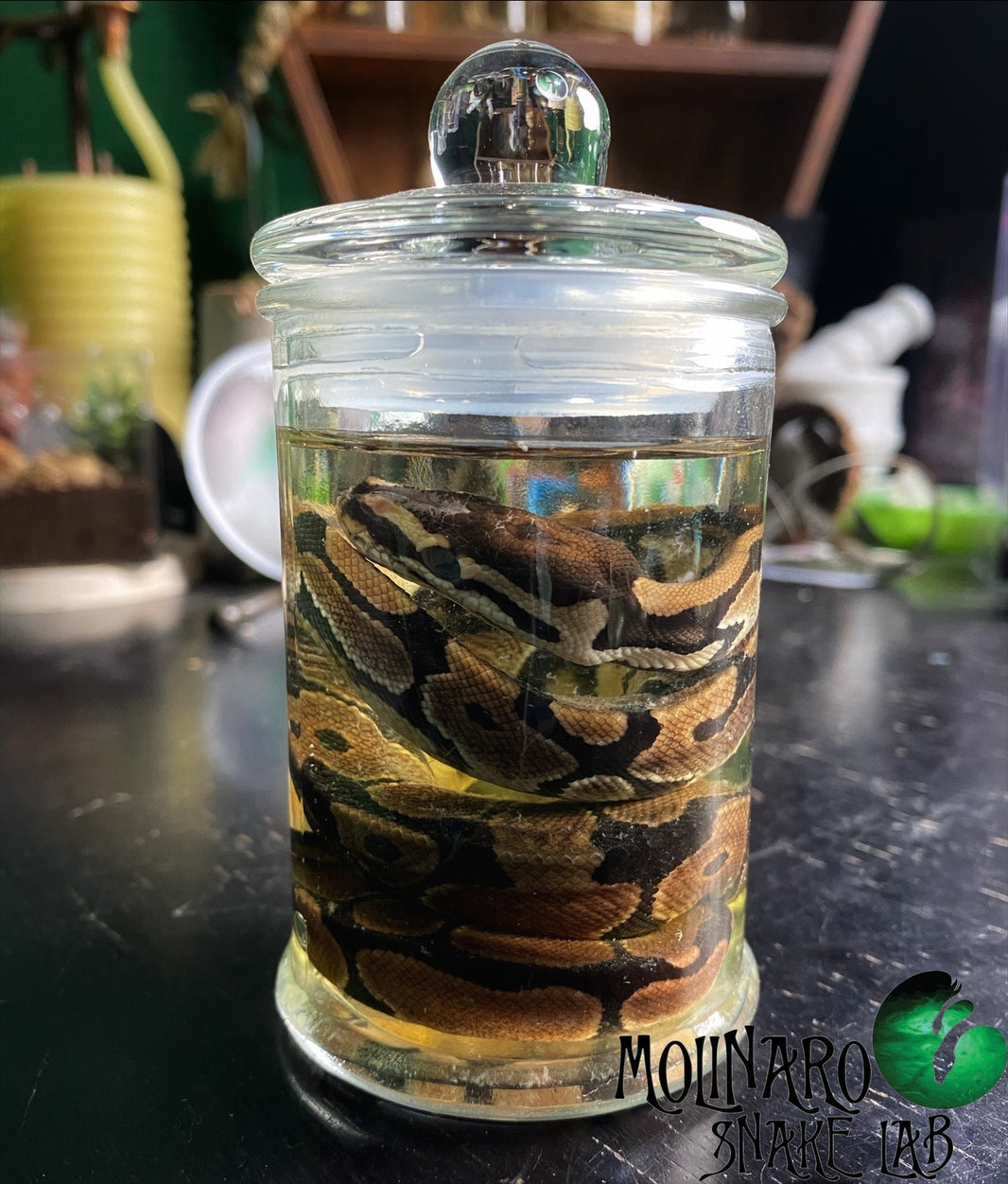 Oddities – The Molinaro Snake Lab