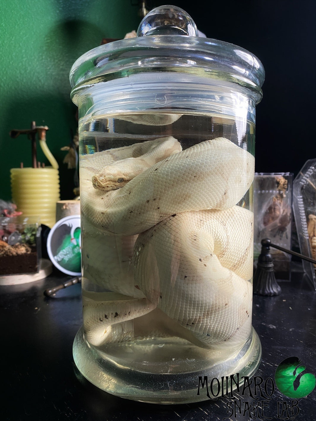 Products – The Molinaro Snake Lab