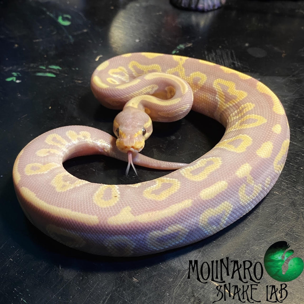 The Molinaro Snake Lab