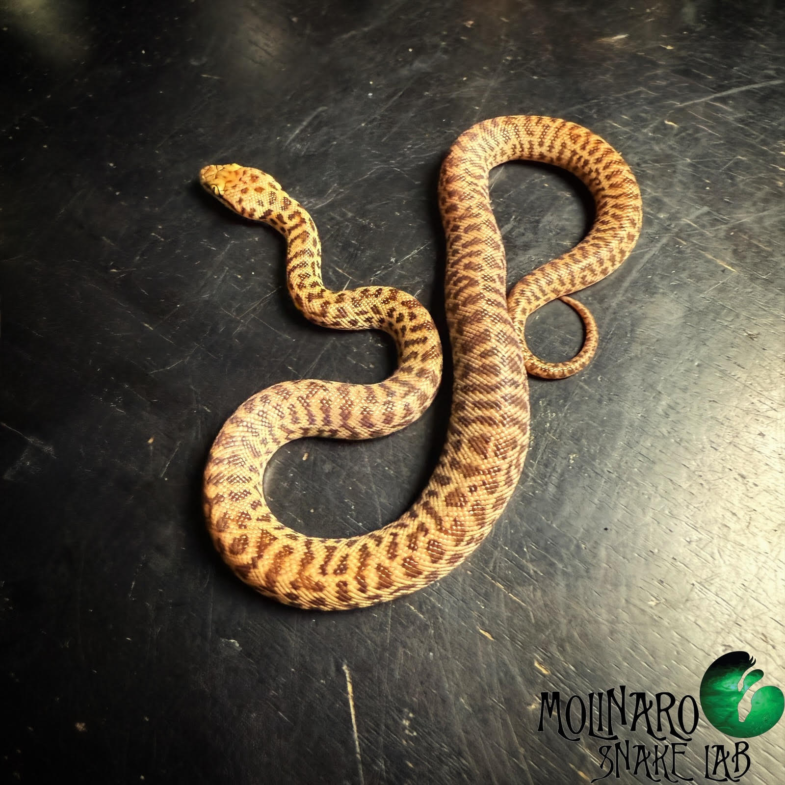 The Molinaro Snake Lab