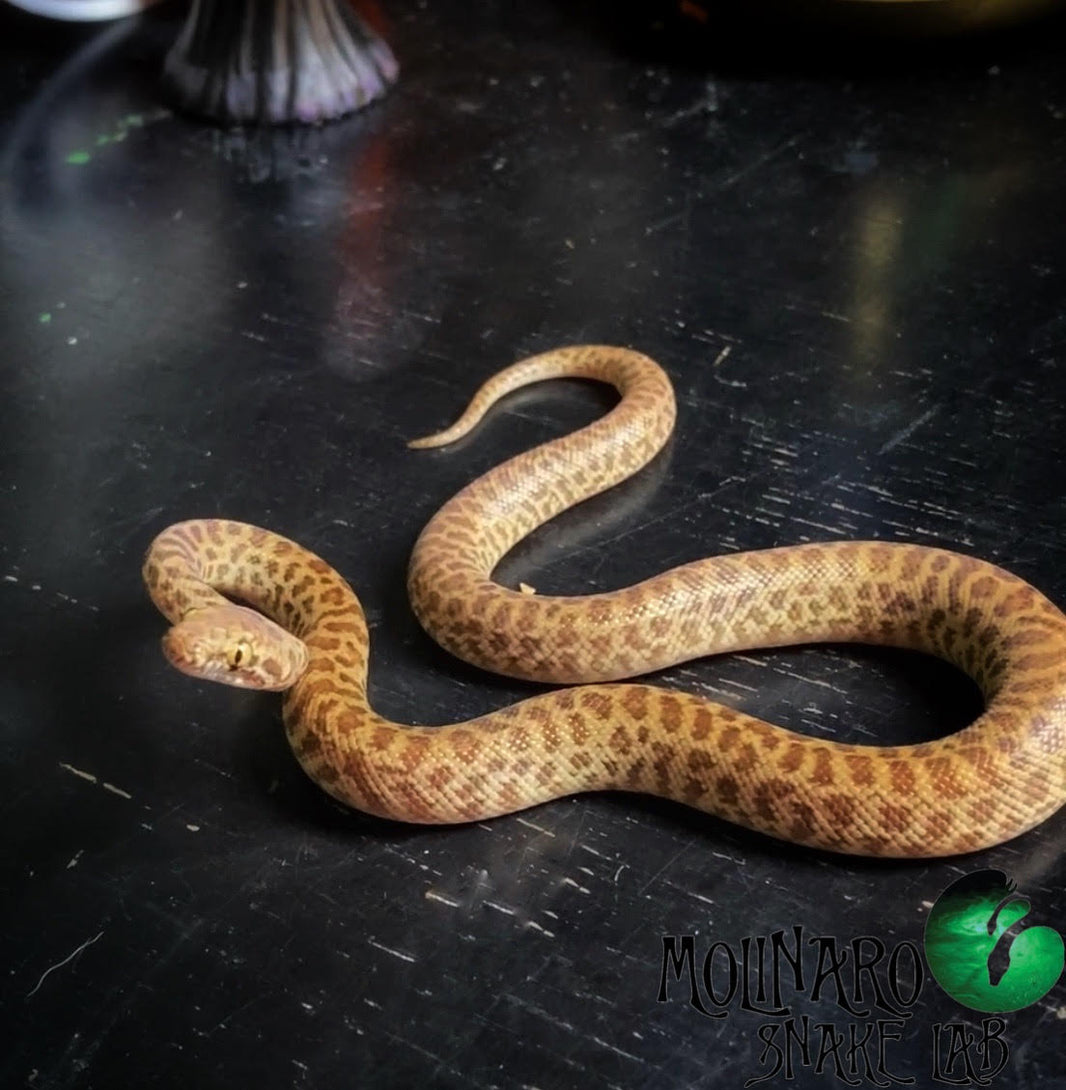 The Molinaro Snake Lab