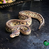 The Molinaro Snake Lab