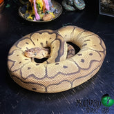 The Molinaro Snake Lab