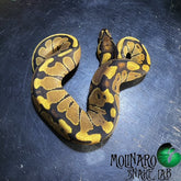 The Molinaro Snake Lab