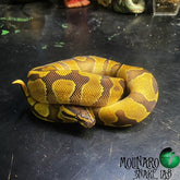 The Molinaro Snake Lab