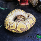 Products – The Molinaro Snake Lab