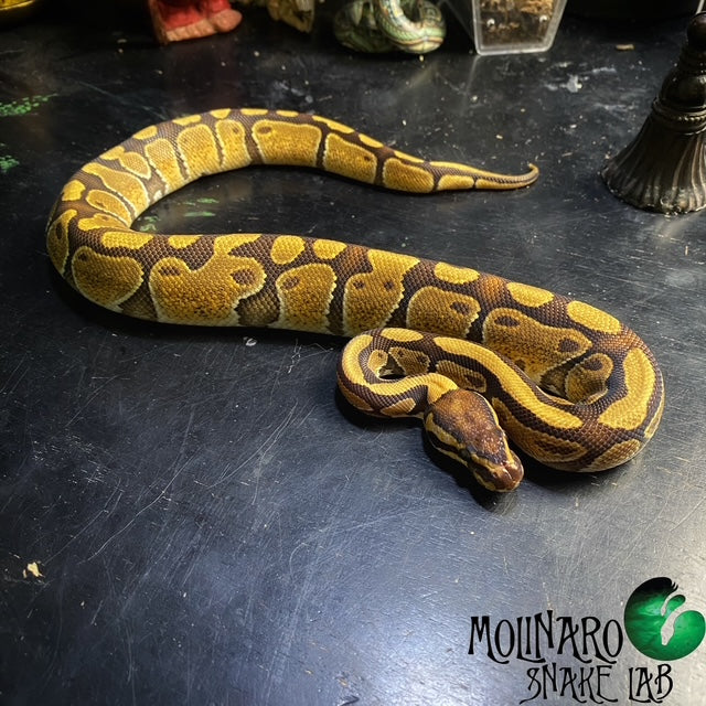 The Molinaro Snake Lab