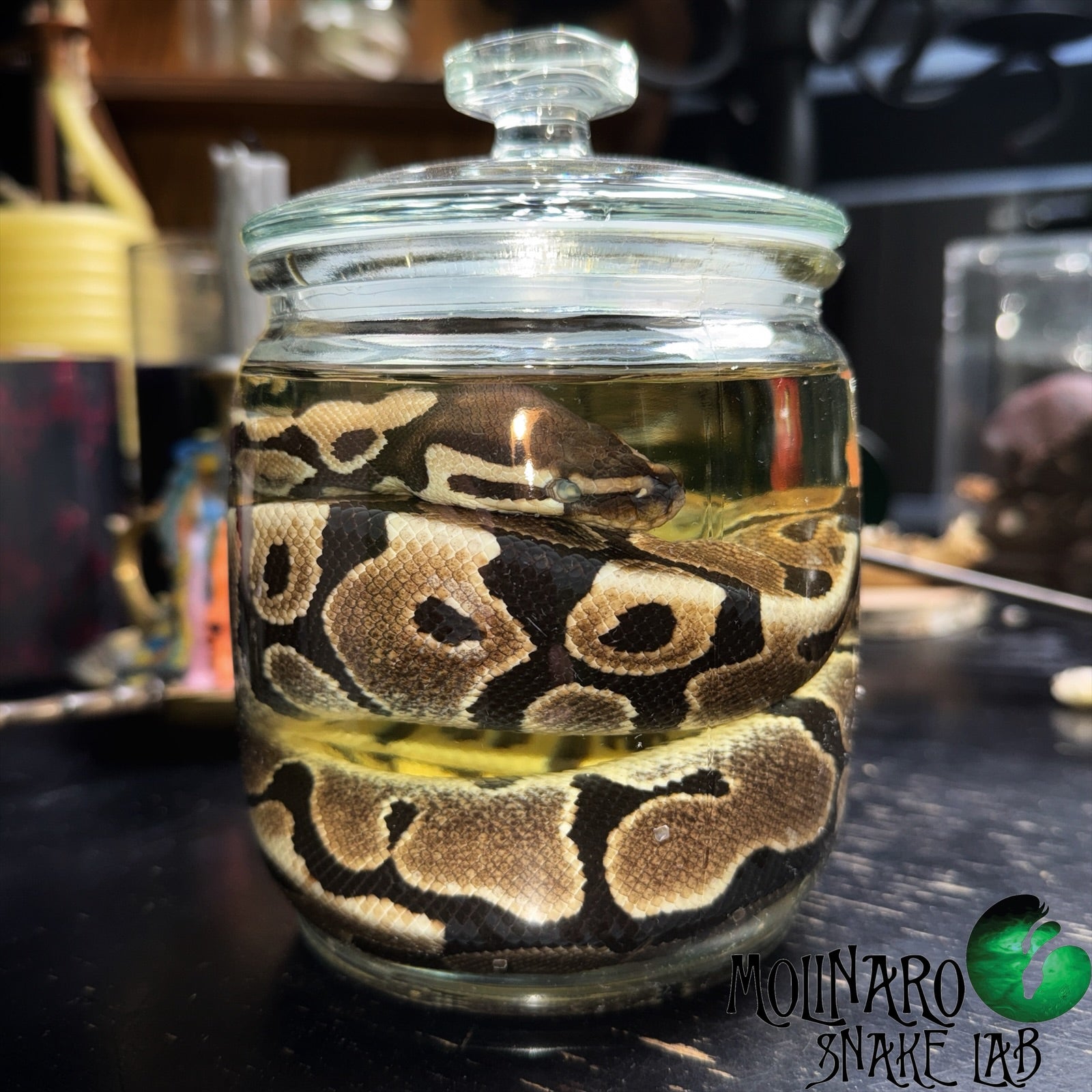 Ball Python Wet Specimen – The Molinaro Snake Lab