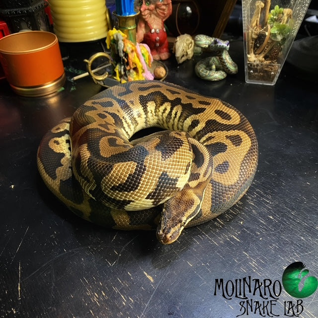 Products – The Molinaro Snake Lab