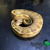 The Molinaro Snake Lab