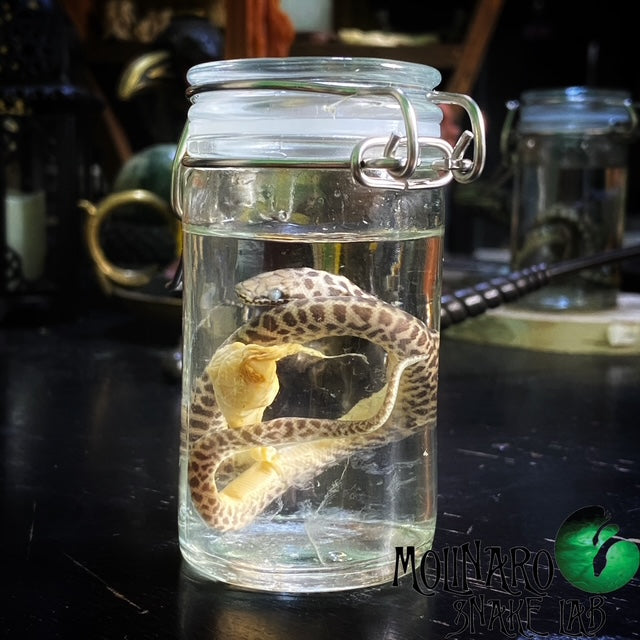 Products – The Molinaro Snake Lab