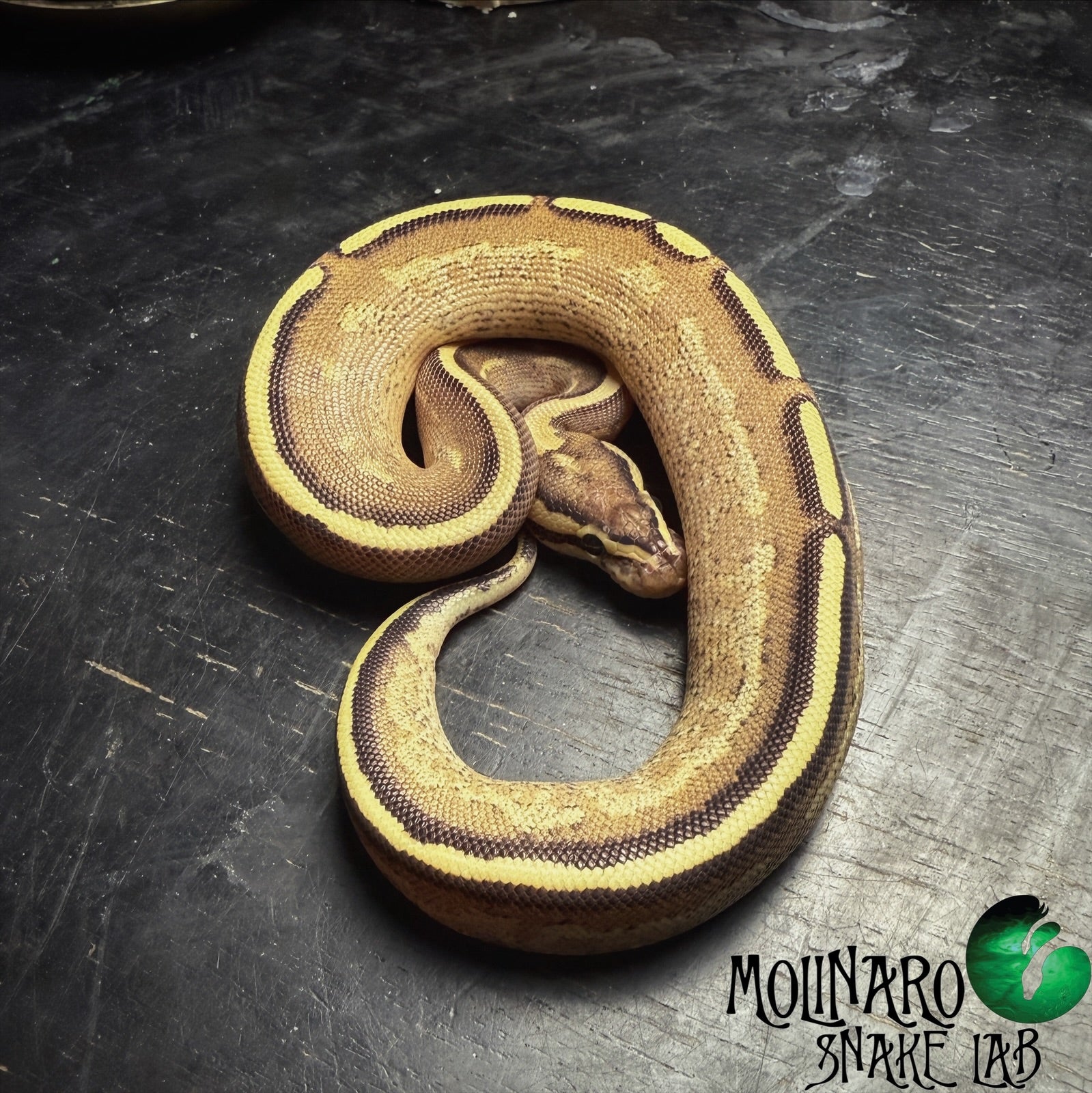 Super Gravel Male Ball python – The Molinaro Snake Lab
