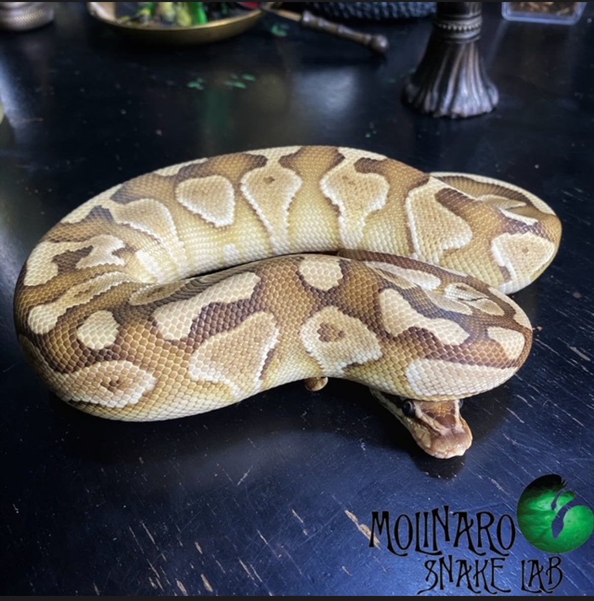 Products – The Molinaro Snake Lab