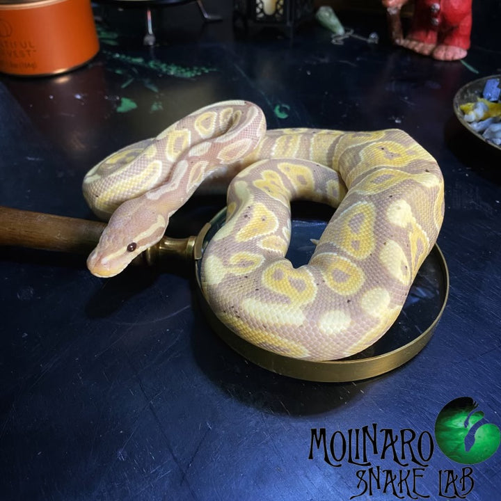 The Molinaro Snake Lab