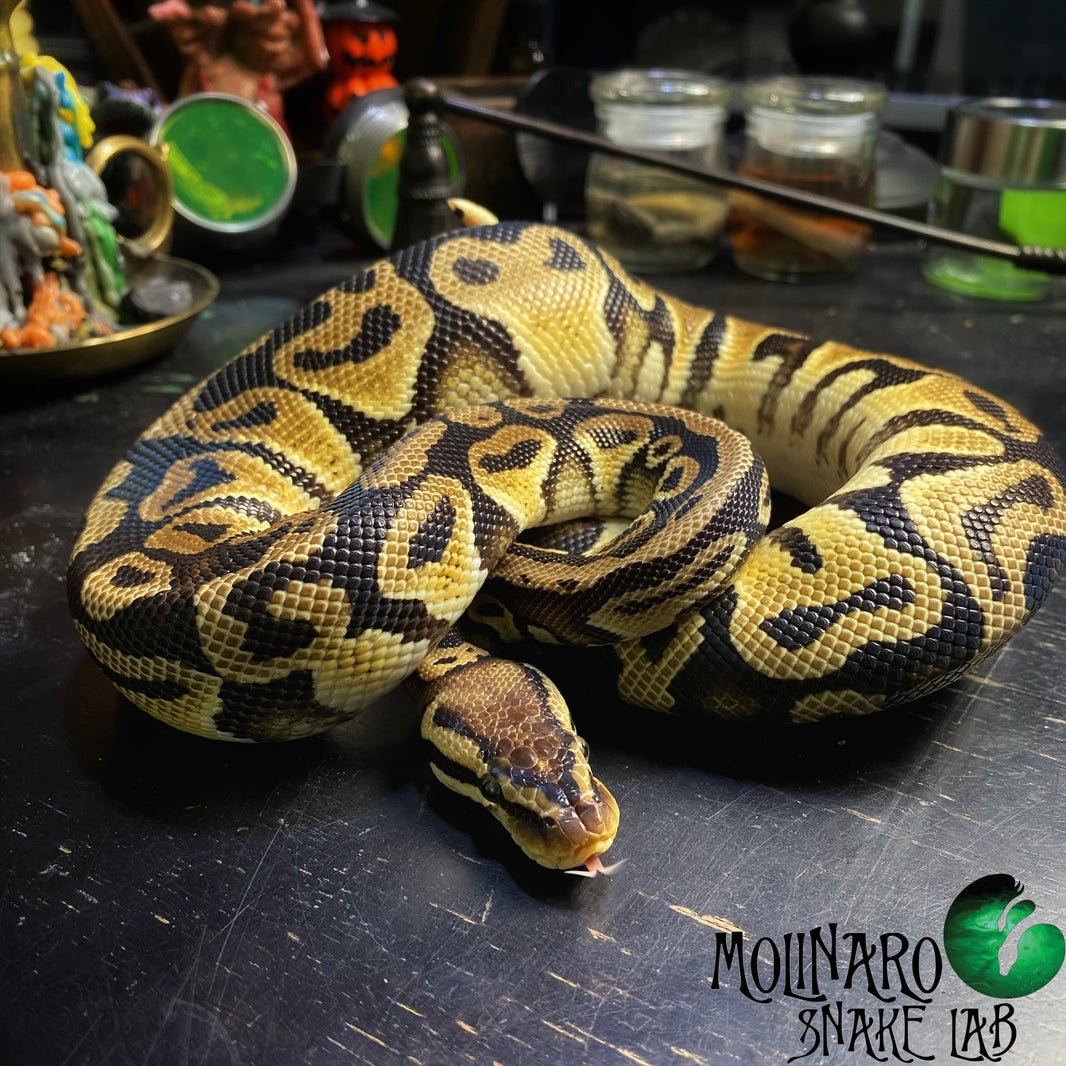 The Molinaro Snake Lab