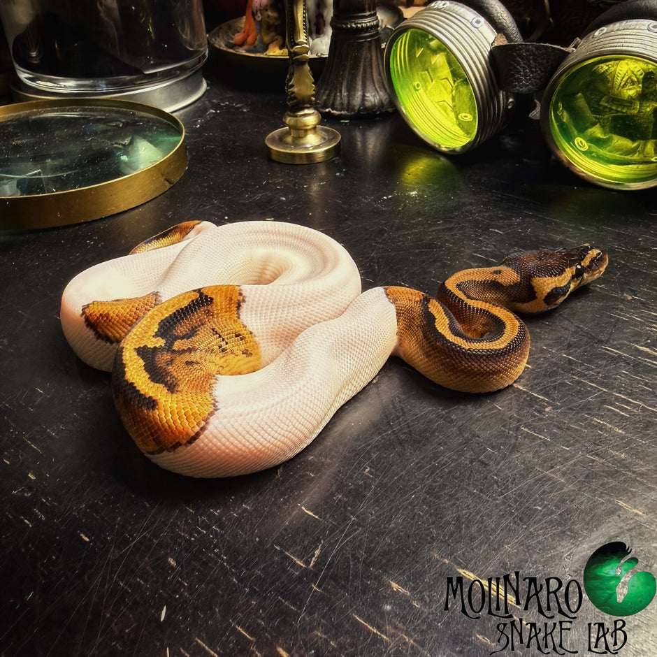 The Molinaro Snake Lab