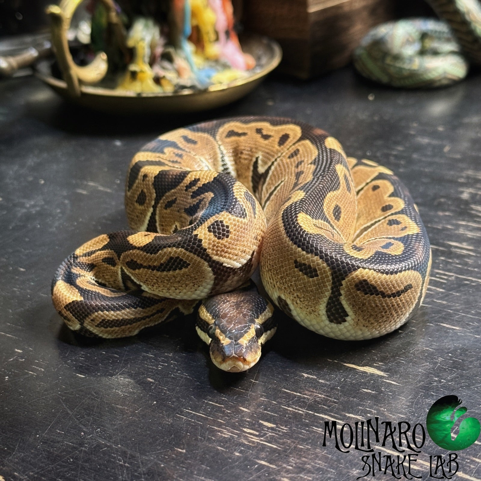Classic Ball Python Male – The Molinaro Snake Lab