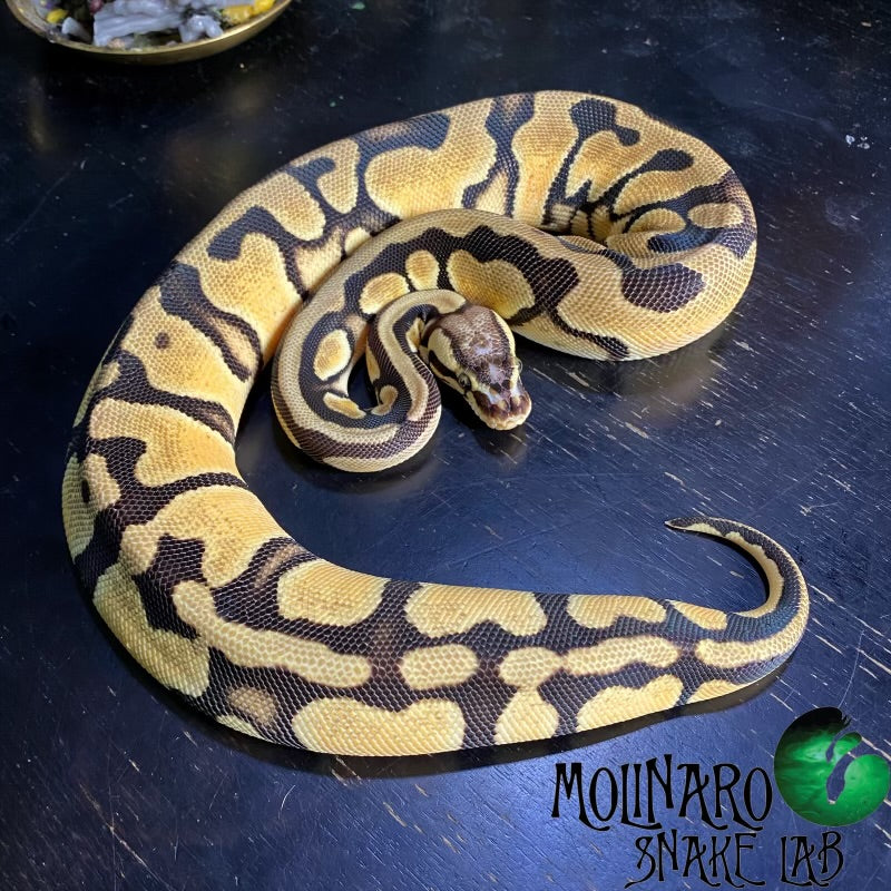 The Molinaro Snake Lab