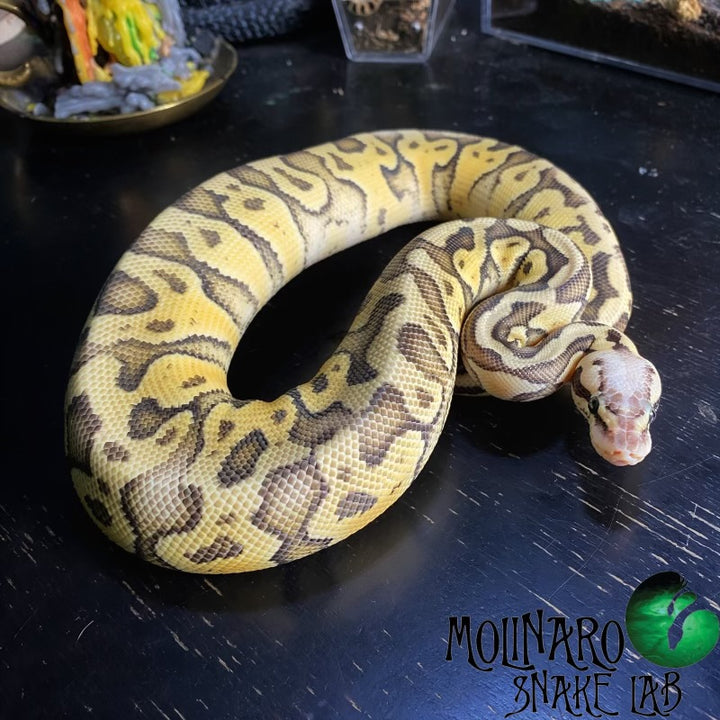 The Molinaro Snake Lab