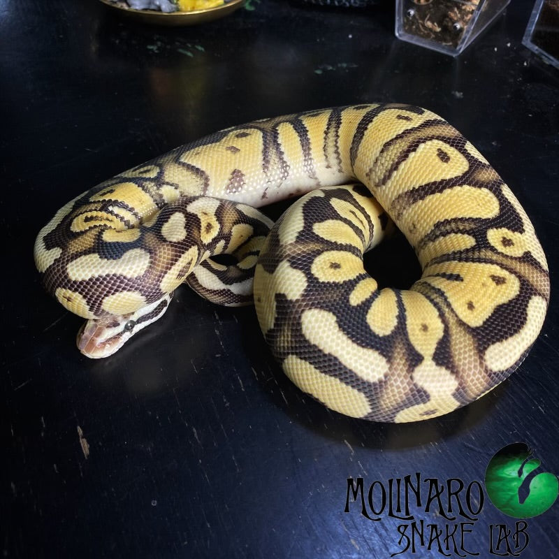 The Molinaro Snake Lab