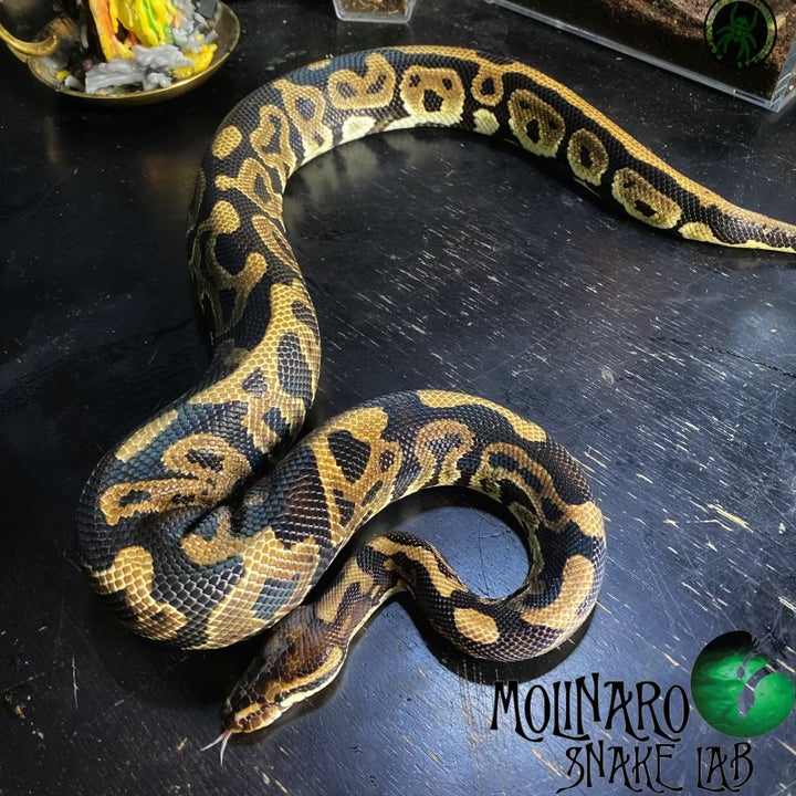 Products – The Molinaro Snake Lab