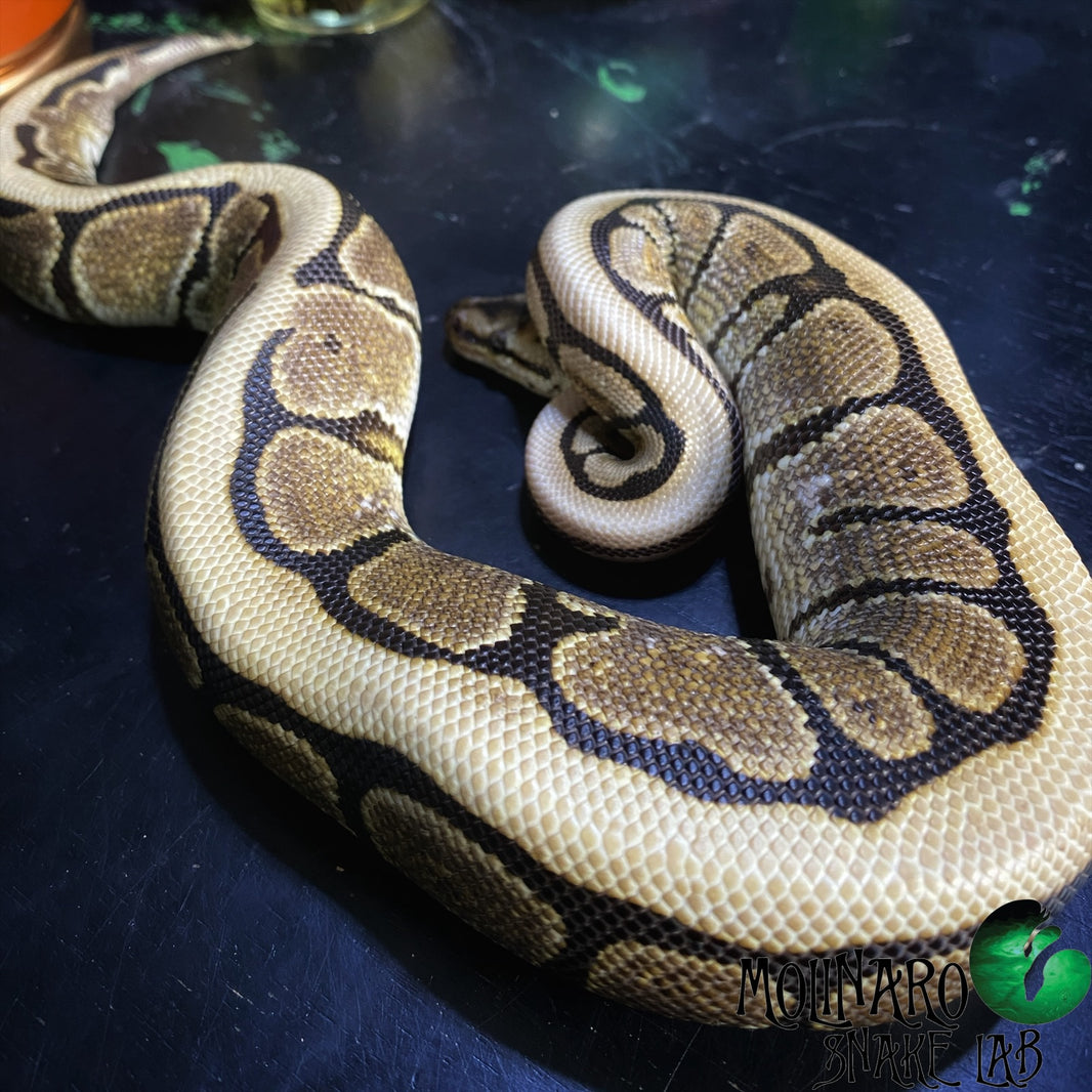 Products – The Molinaro Snake Lab