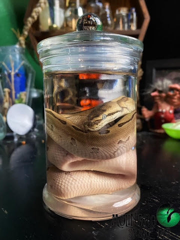 Products – The Molinaro Snake Lab