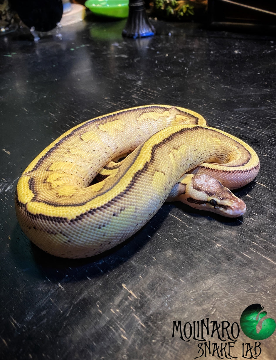 The Molinaro Snake Lab