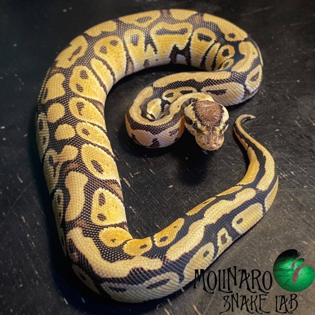 The Molinaro Snake Lab