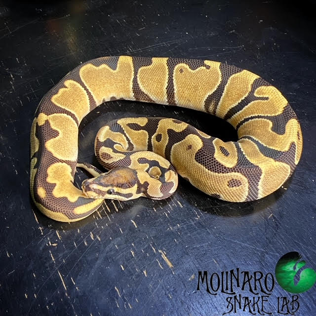 The Molinaro Snake Lab