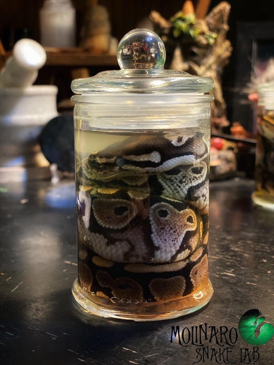 Oddities – The Molinaro Snake Lab
